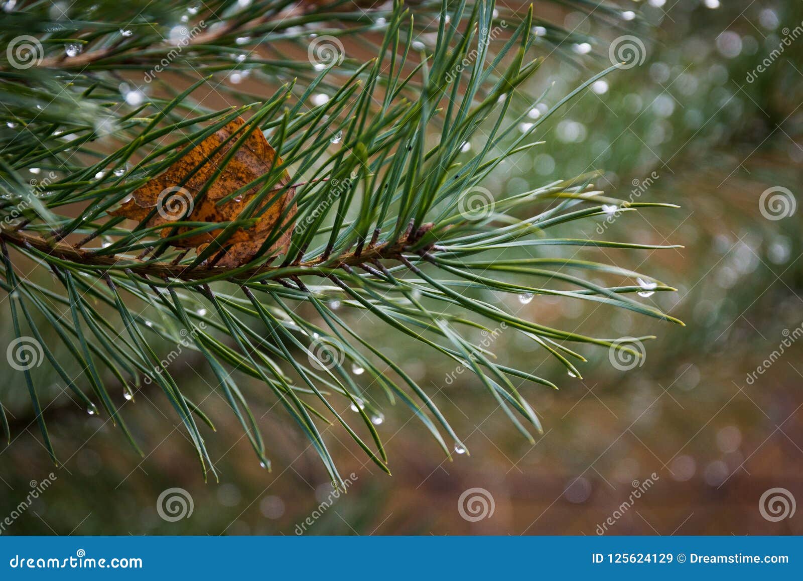 A Fallen Birch Leaf on a Pine Branch Stock Image - Image of evergreen ...