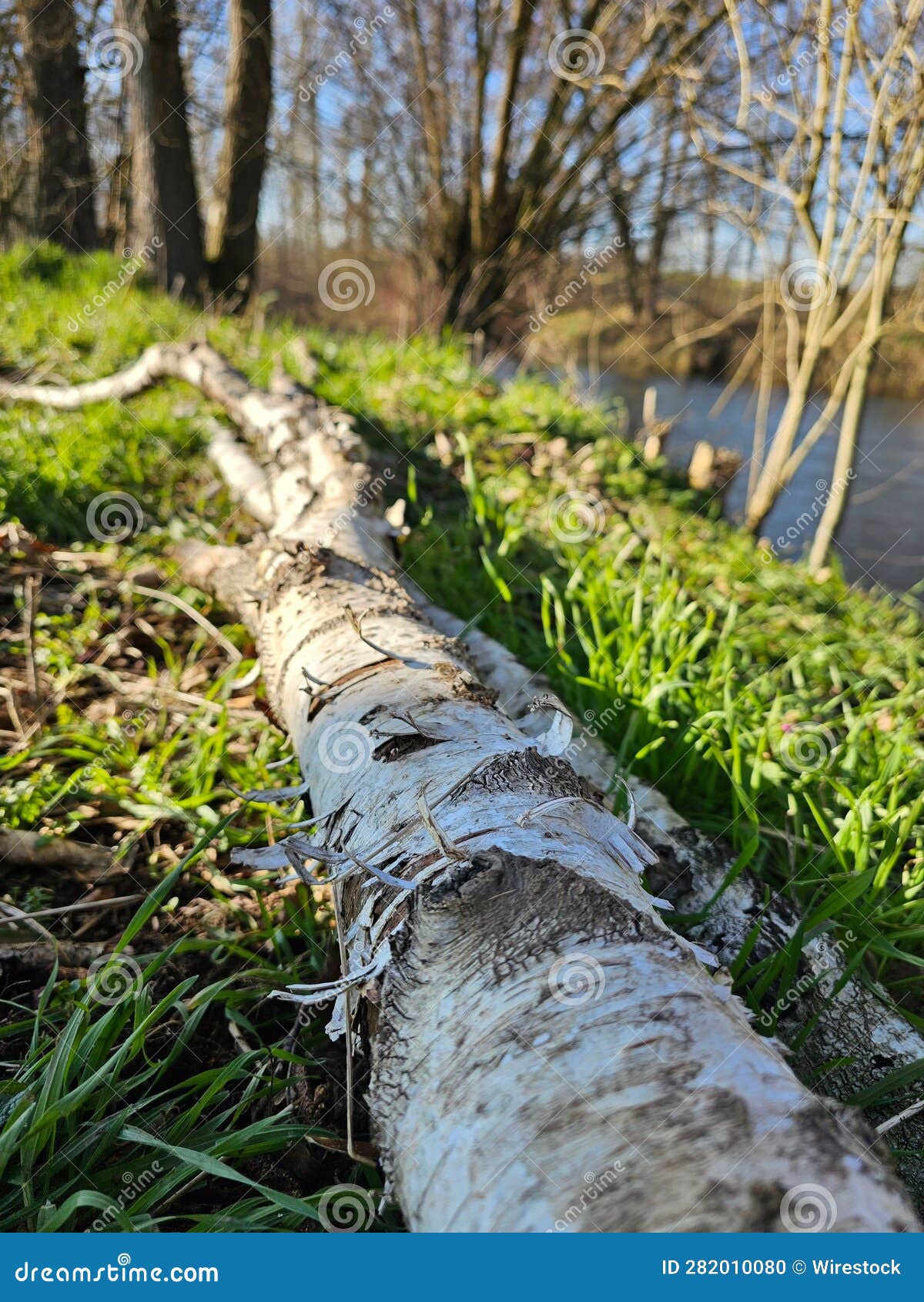 Fallen Birch Tree at the Edge of the River Stock Photo - Image of flora ...
