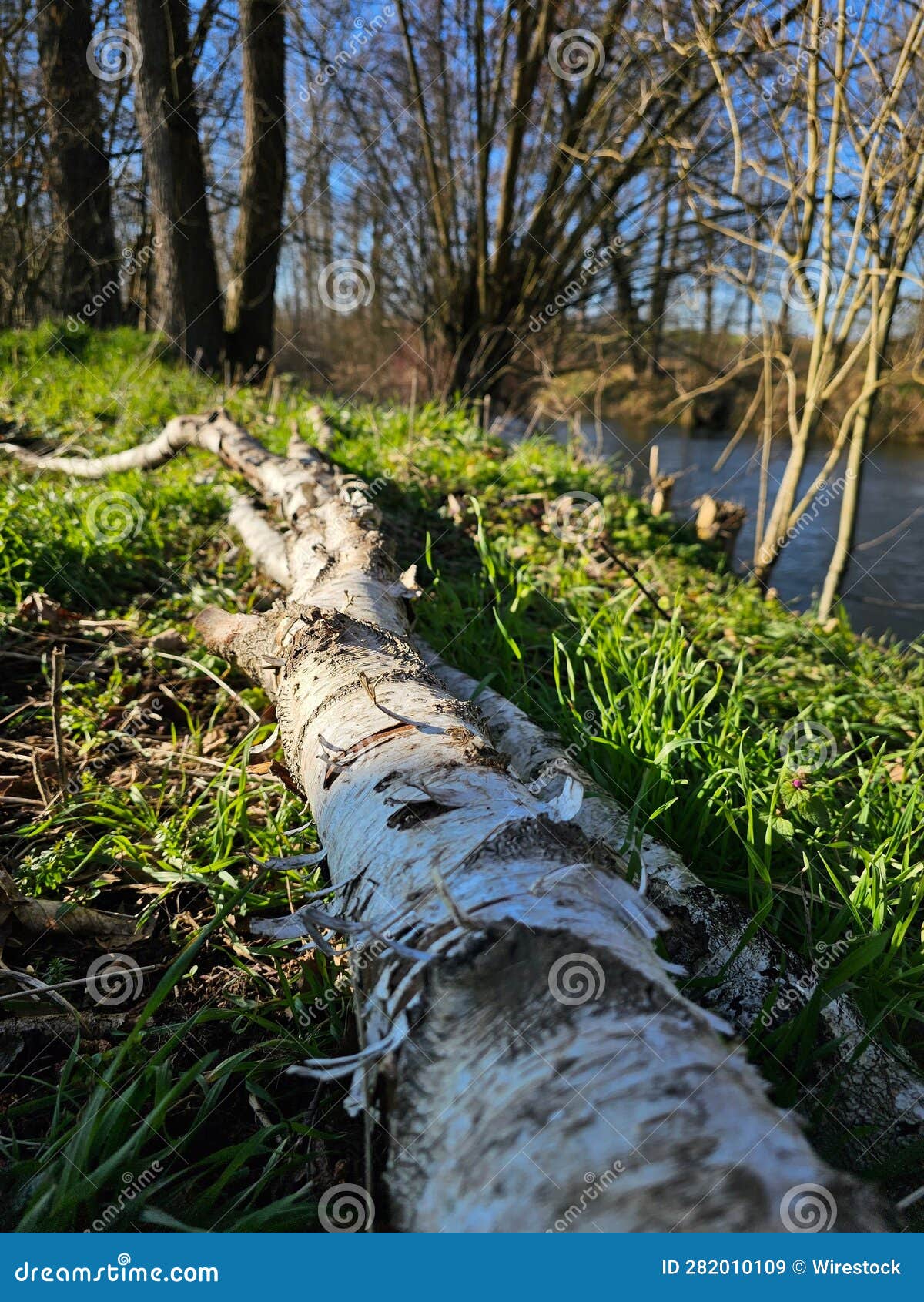 Fallen Birch Tree at the Edge of the River Stock Image - Image of ...