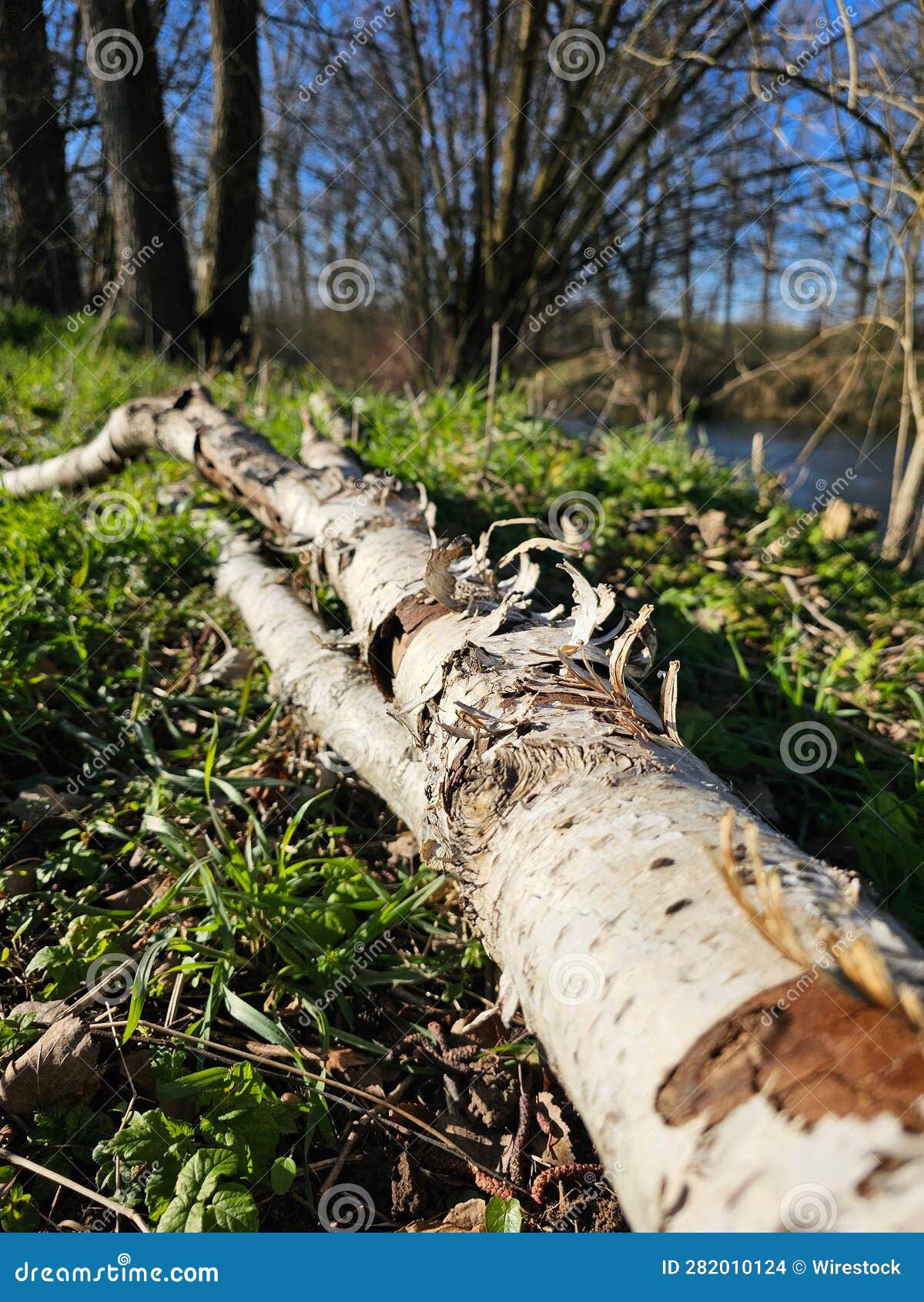 Fallen Birch Tree at the Edge of the River Stock Photo - Image of ...