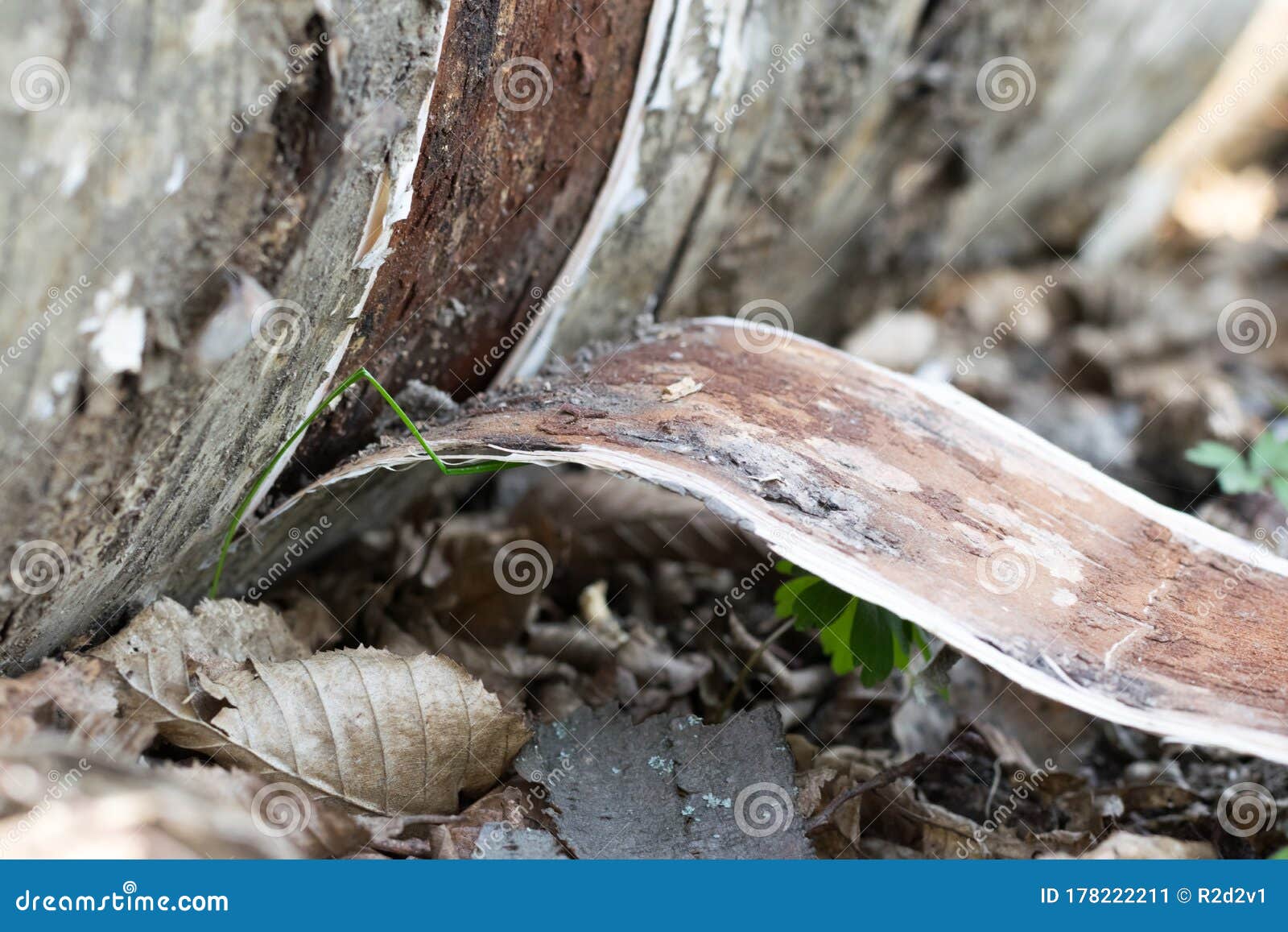 Fallen birch tree stock image. Image of bark, white - 178222211
