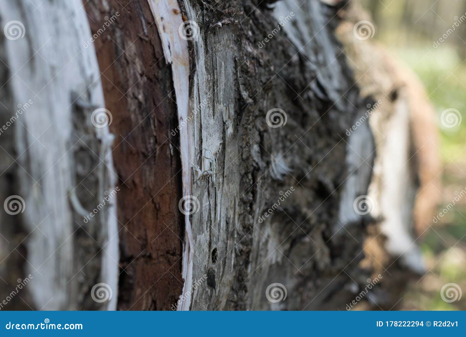 Fallen birch tree stock photo. Image of whiteblack, birch - 178222294