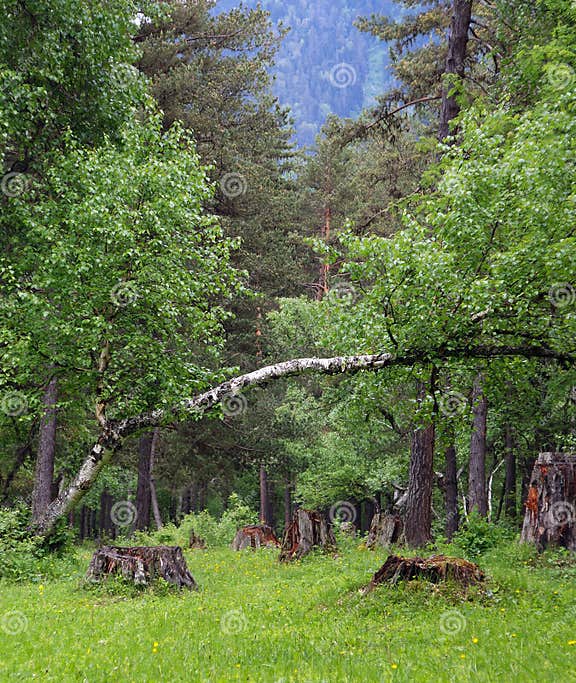 Fallen Birch Tree in a Forest. Stock Photo - Image of nature, leaf ...