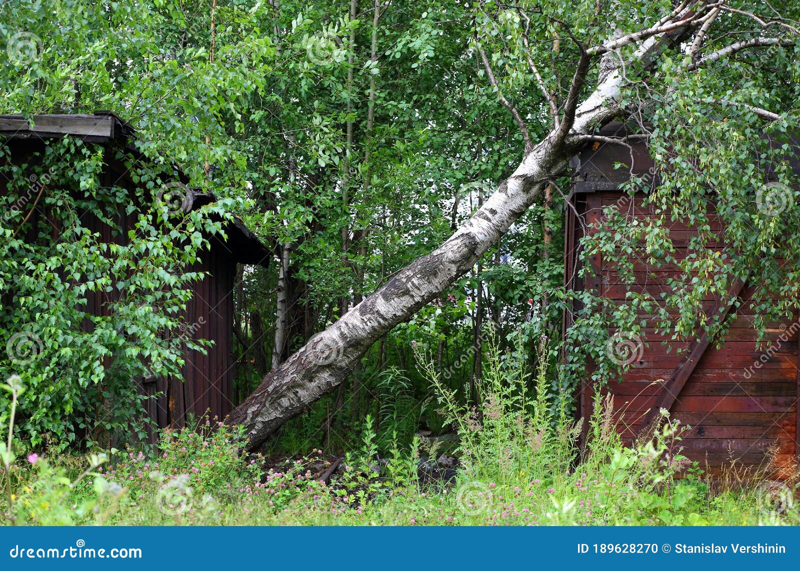 Fallen Birch Tree between Two Wooden Sheds Stock Photo - Image of green ...