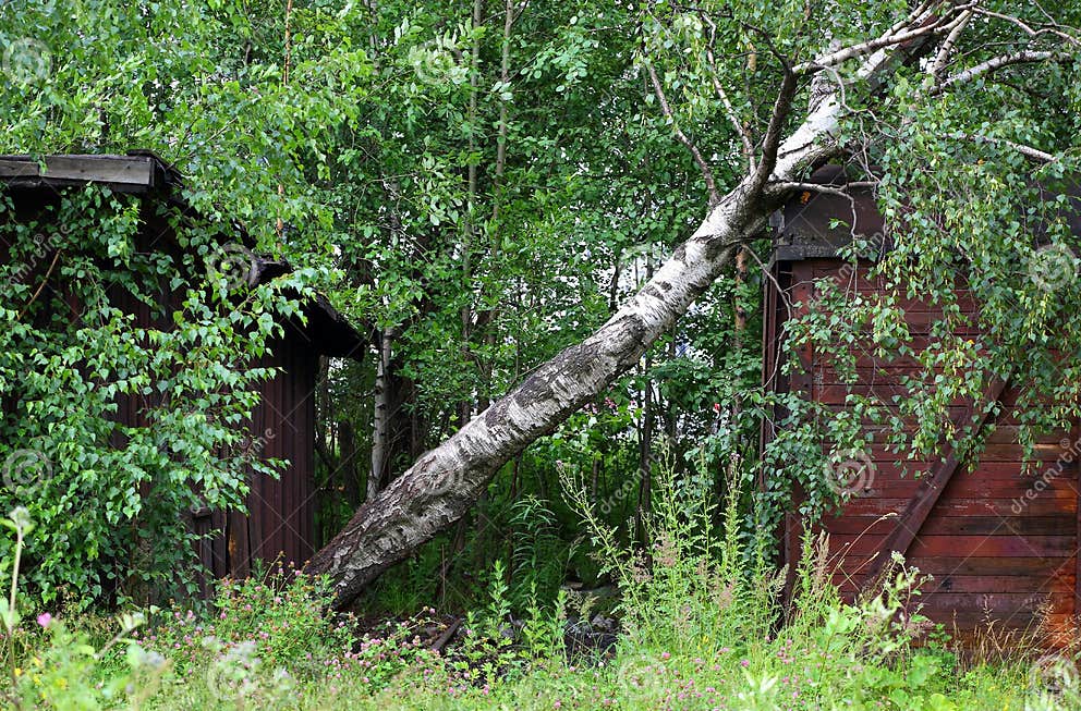 Fallen Birch Tree between Two Wooden Sheds Stock Photo - Image of green ...