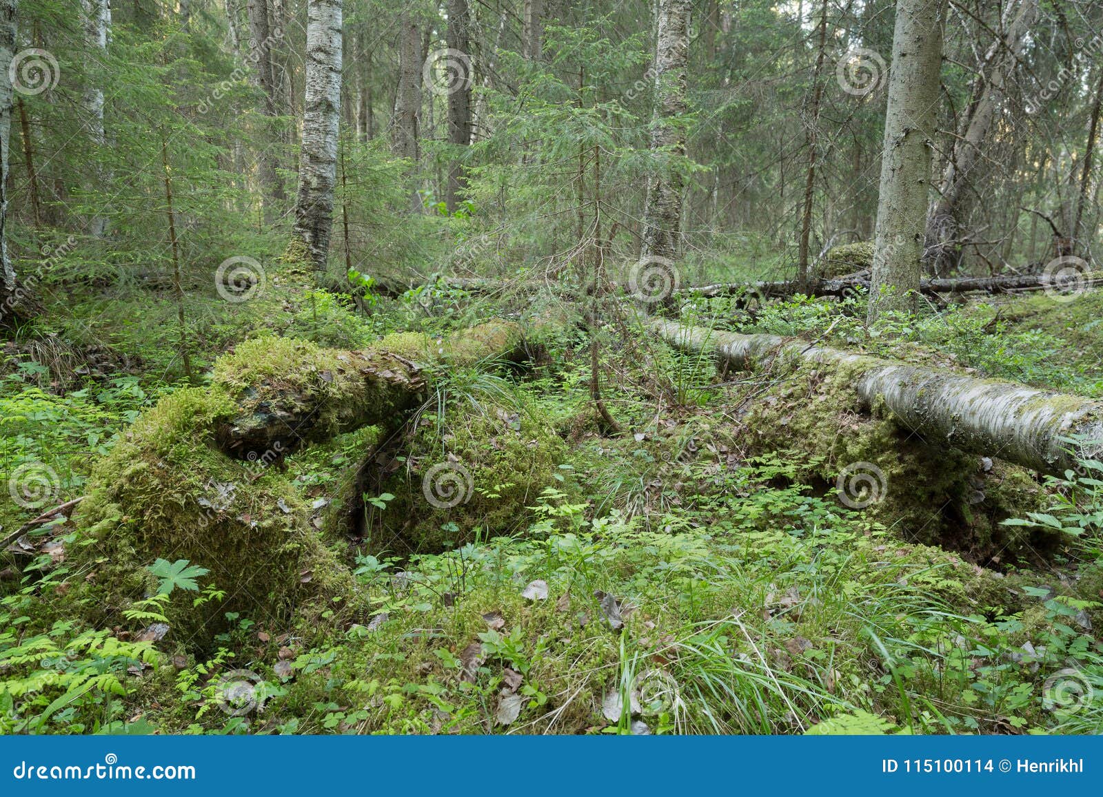Fallen Birch Trees in Natural Mixed Forest Stock Photo - Image of ...