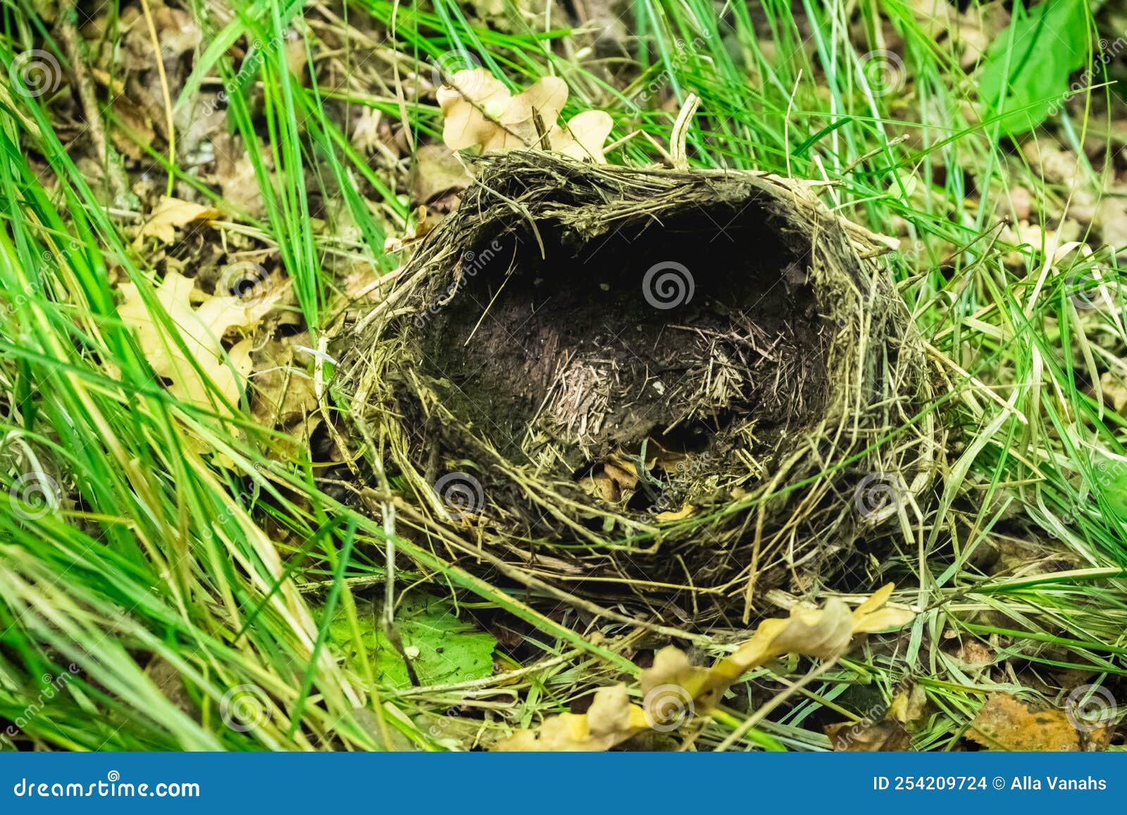 Fallen bird s nest stock photo. Image of green, plant - 254209724