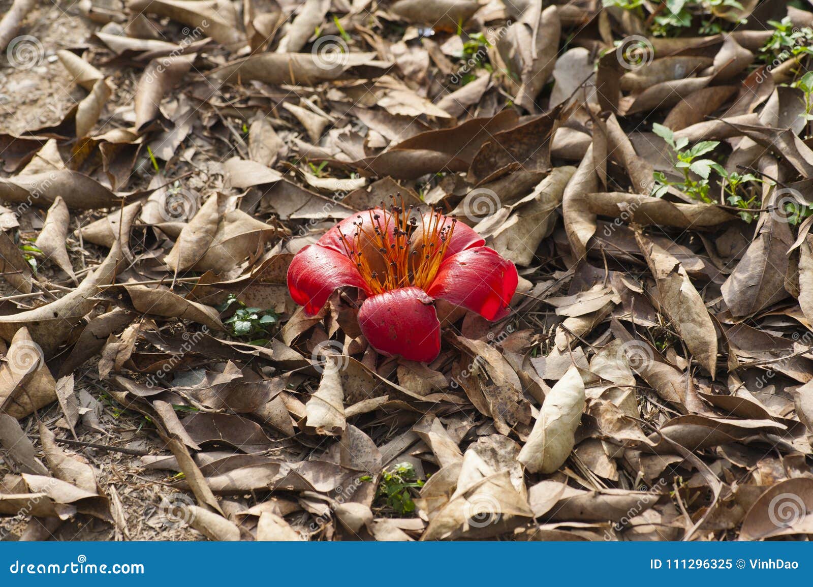 Bombax Flower Stock Photography | CartoonDealer.com #36929948