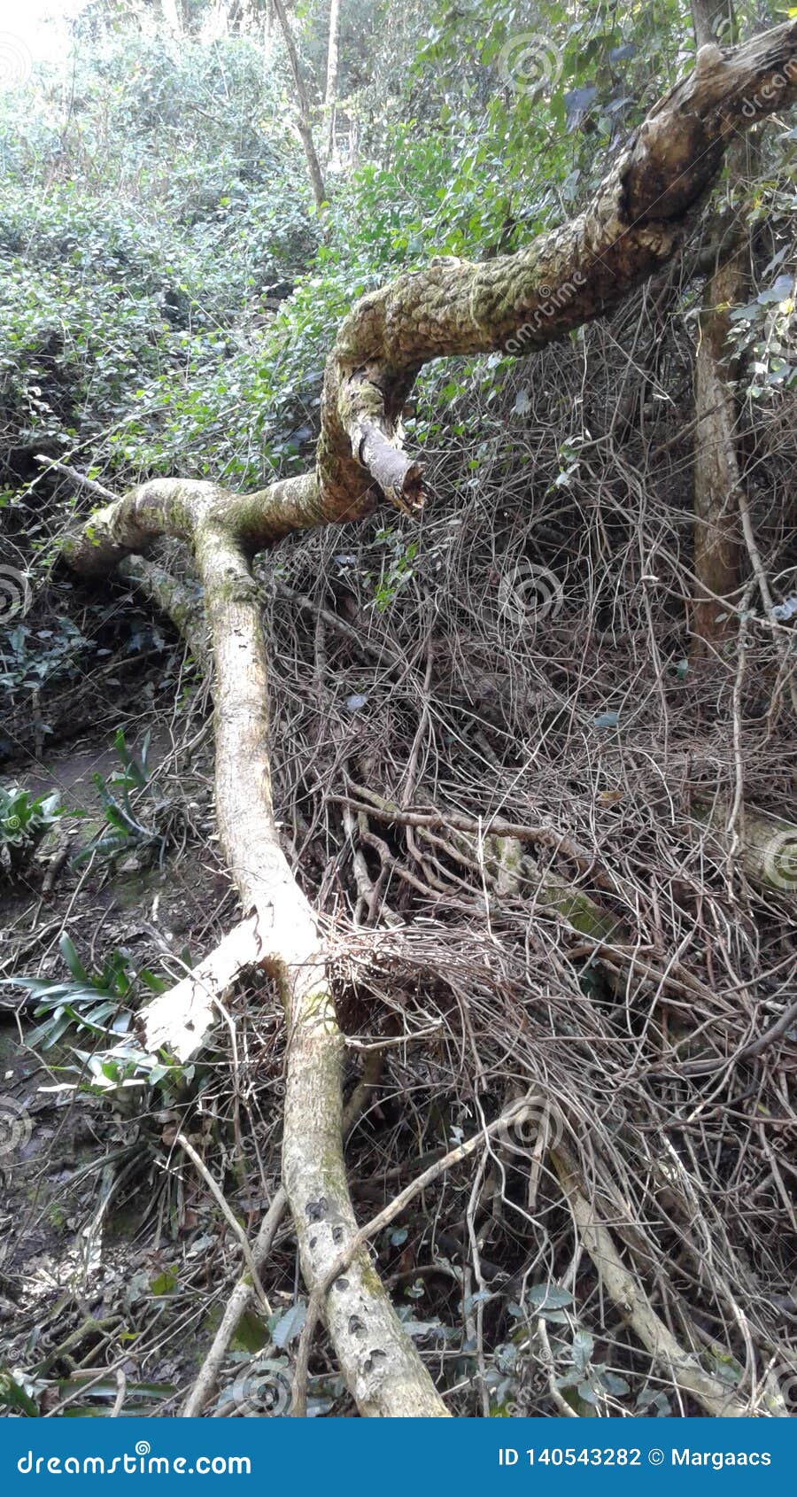 Fallen branch stock photo. Image of plants, nature, fallen - 140543282