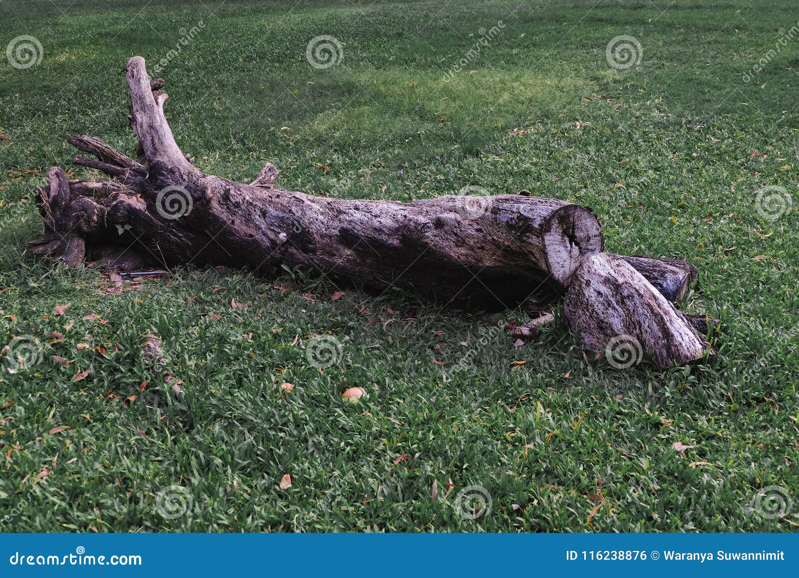 A fallen broken dead tree stock photo. Image of beautiful - 116238876
