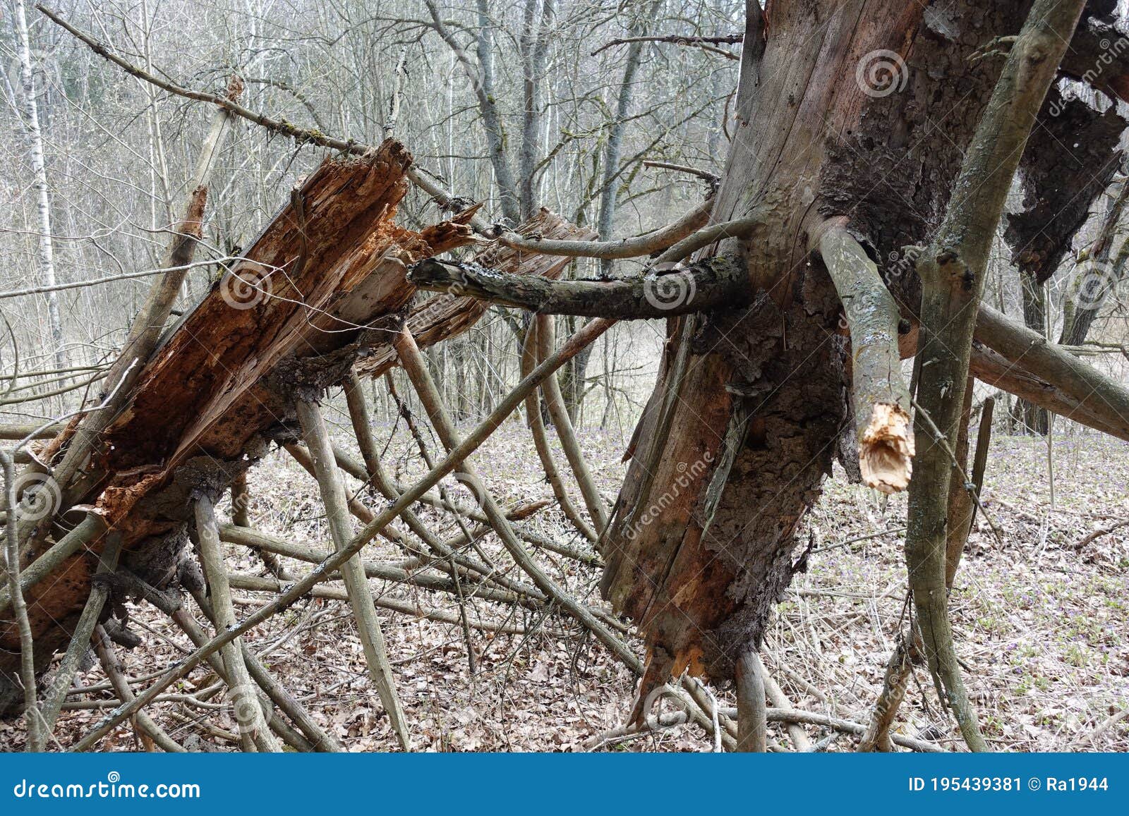 Fallen, Broken, and Greatly Damaged Trees in the Deep Woods Stock Image ...