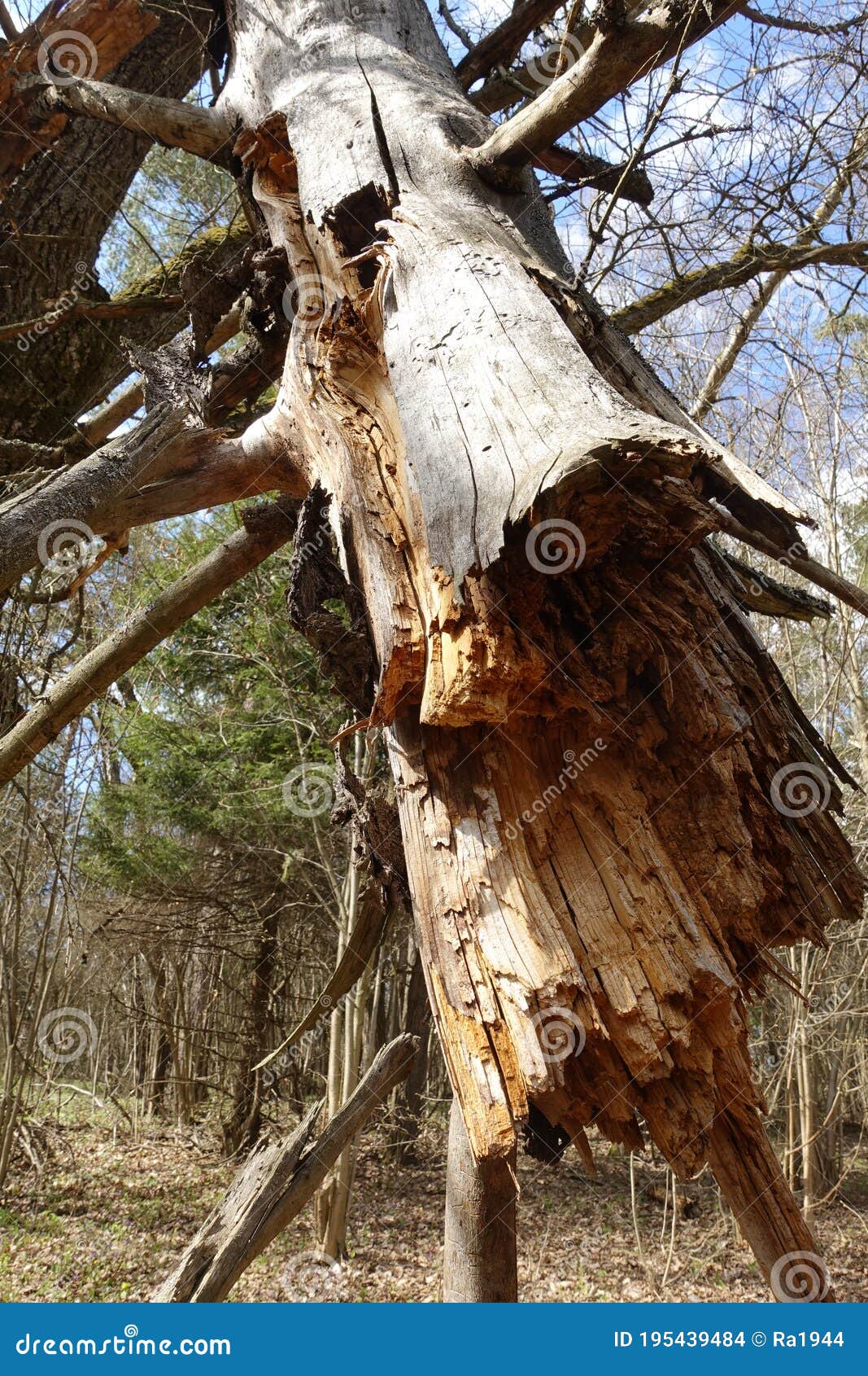 Fallen, Broken, and Greatly Damaged Trees in the Deep Woods Stock Photo ...