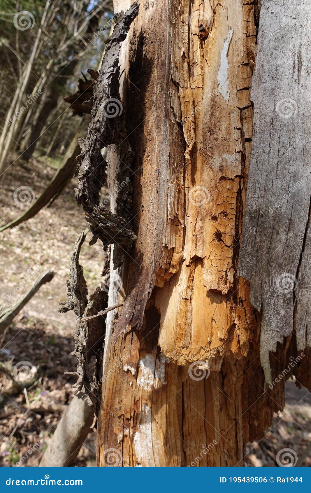 Fallen, Broken, and Greatly Damaged Trees in the Deep Woods Stock Photo ...