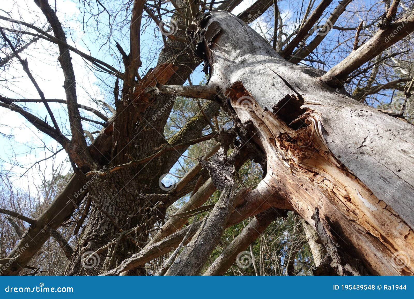 Fallen, Broken, and Greatly Damaged Trees in the Deep Woods Stock Photo ...