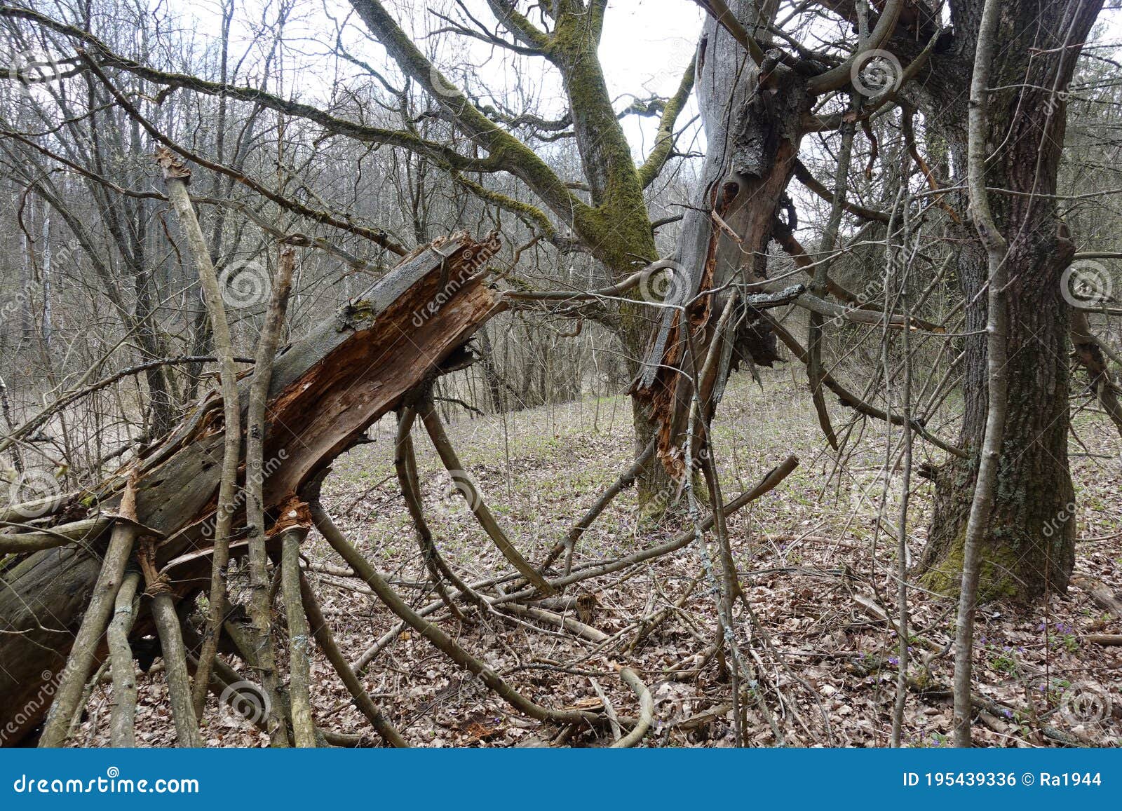 Fallen, Broken, and Greatly Damaged Trees in the Deep Woods Stock Photo ...