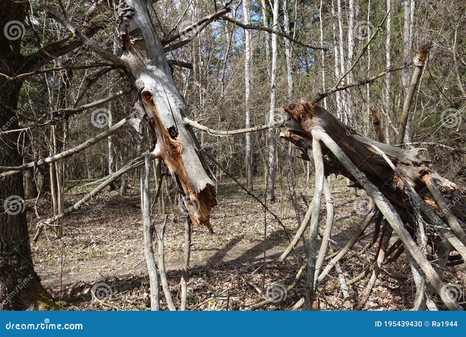 Fallen, Broken, and Greatly Damaged Trees in the Deep Woods Stock Photo ...