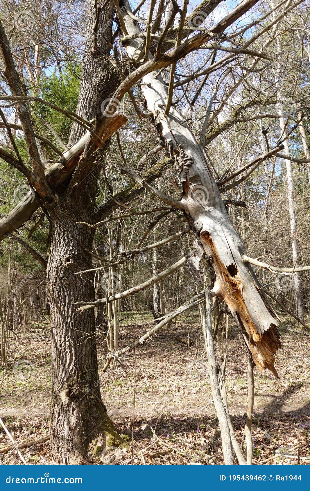 Fallen, Broken, and Greatly Damaged Trees in the Deep Woods Stock Photo ...