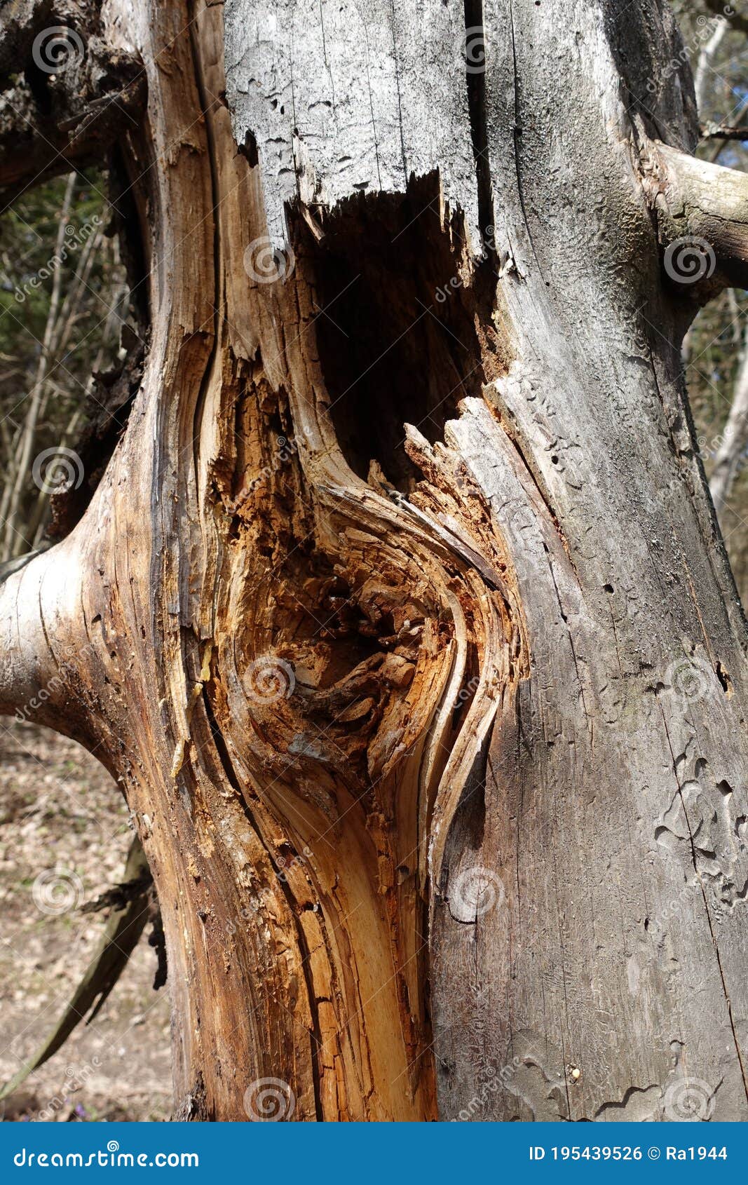 Fallen, Broken, And Greatly Damaged Trees In The Deep Woods Royalty ...