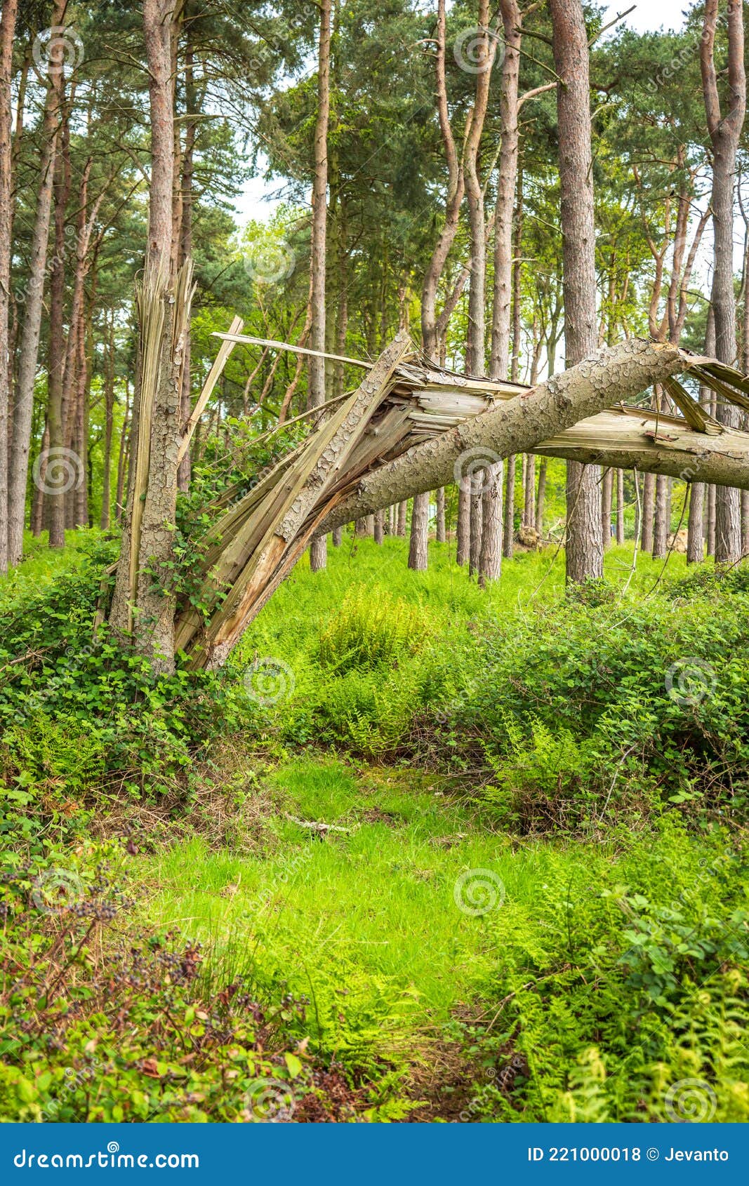 Fallen Broken Tree in British Forest in England Uk Stock Photo - Image ...