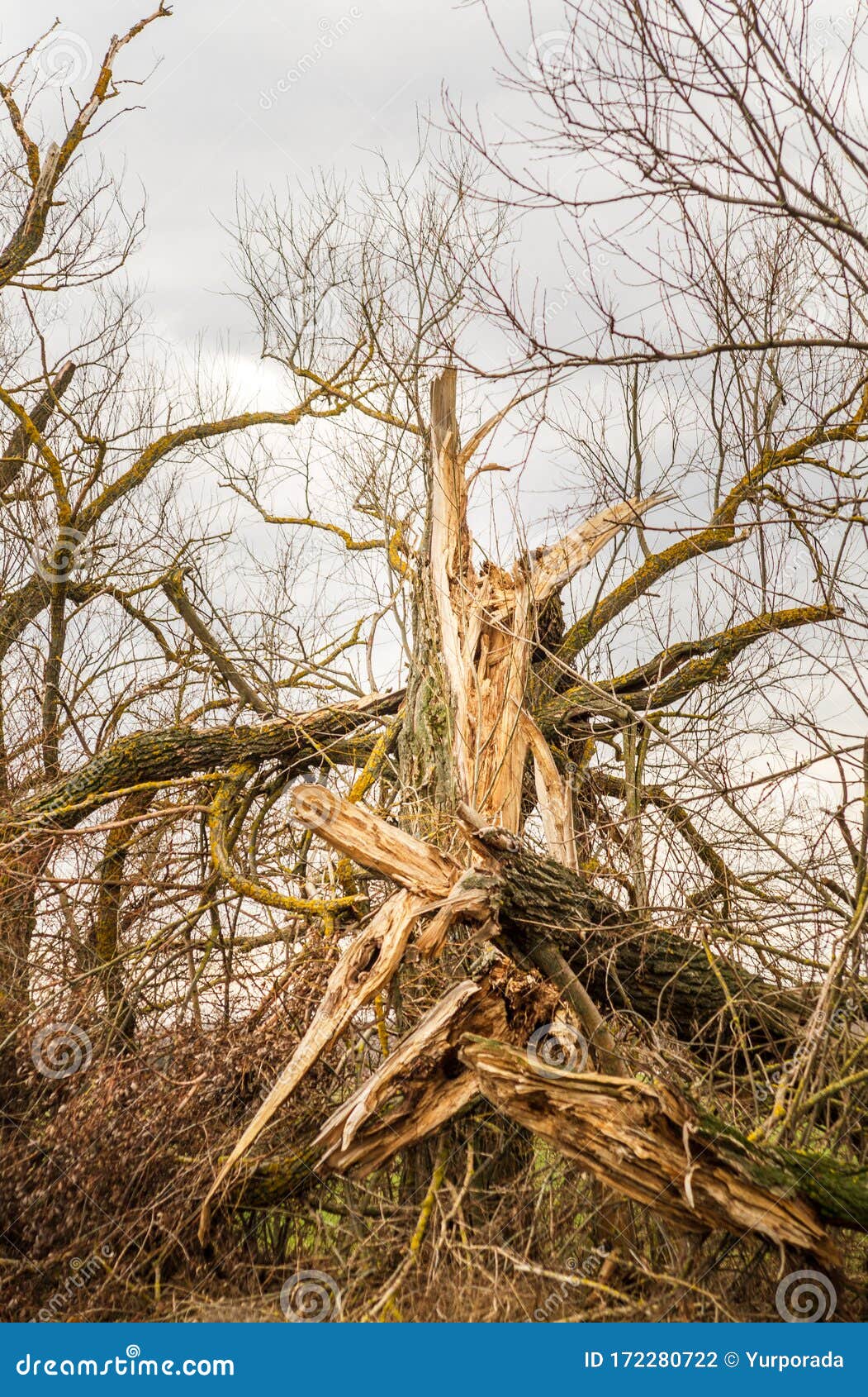 Fallen and Broken Tree after a Strong Hurricane Stock Photo - Image of ...