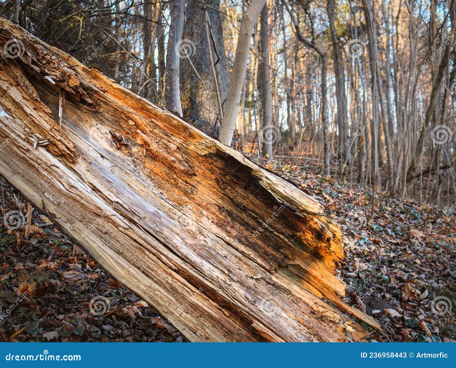 Fallen Broken Tree Trunk with Visibla Wood Layers Stock Image - Image ...