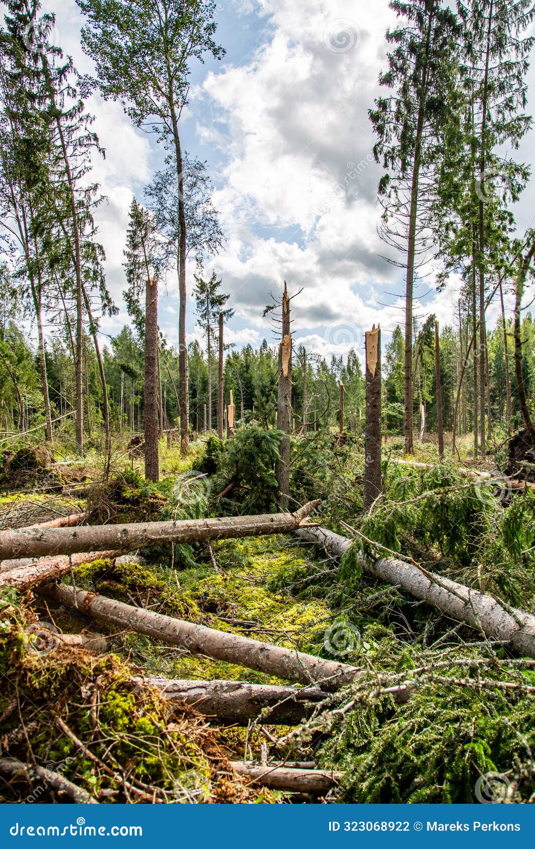 Fallen and Broken Trees after a Storm and Hurricane. Stock Photo ...