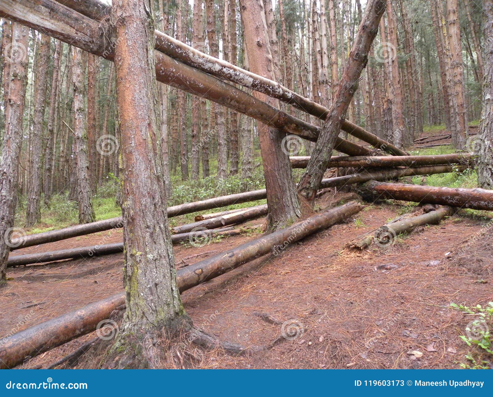 Fallen Brown Color Pine Tree Woods in Forest Stock Image - Image of ...