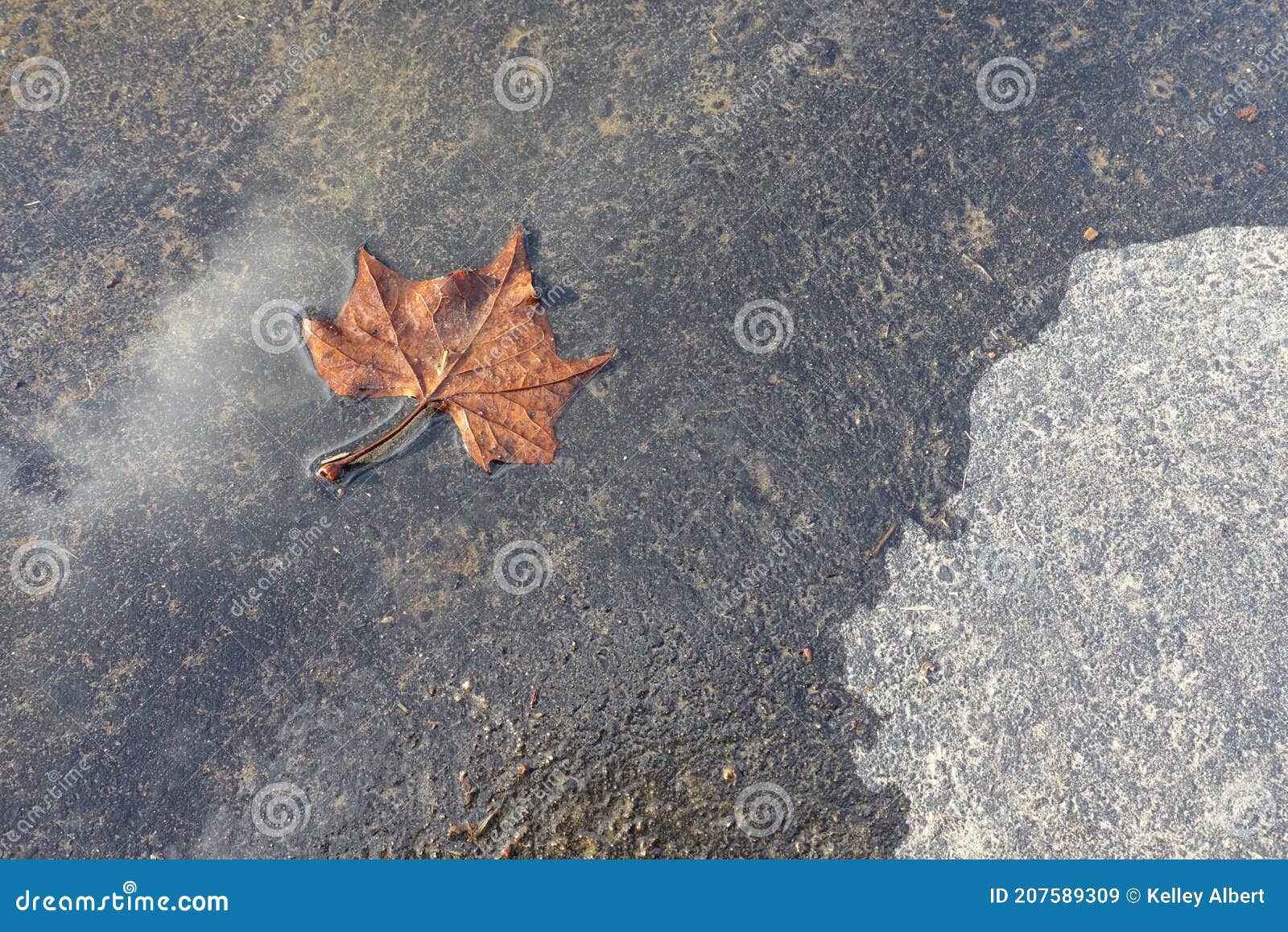 Puddle On The Pavement. Water Surface With Raindrops And Yellow Leaves ...