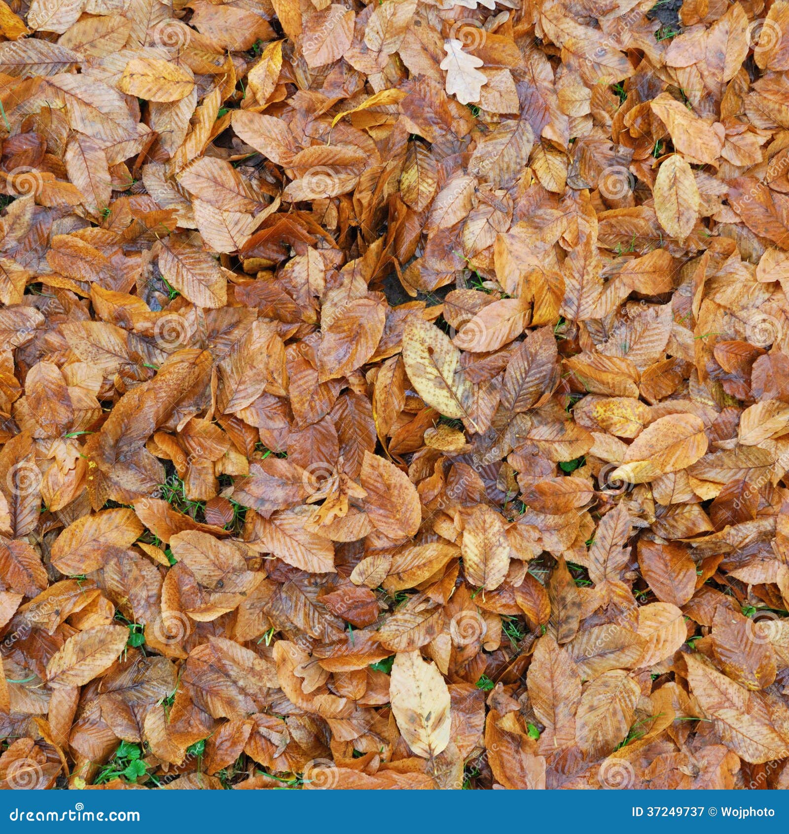 Fallen Brown Leaves on the Ground Stock Image - Image of organic, grass ...