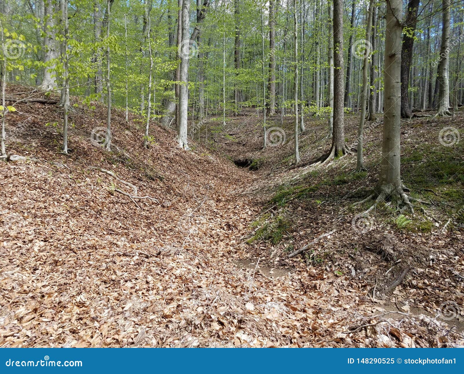 Fallen Brown Leaves and Trees in Forest or Woods Stock Image - Image of ...
