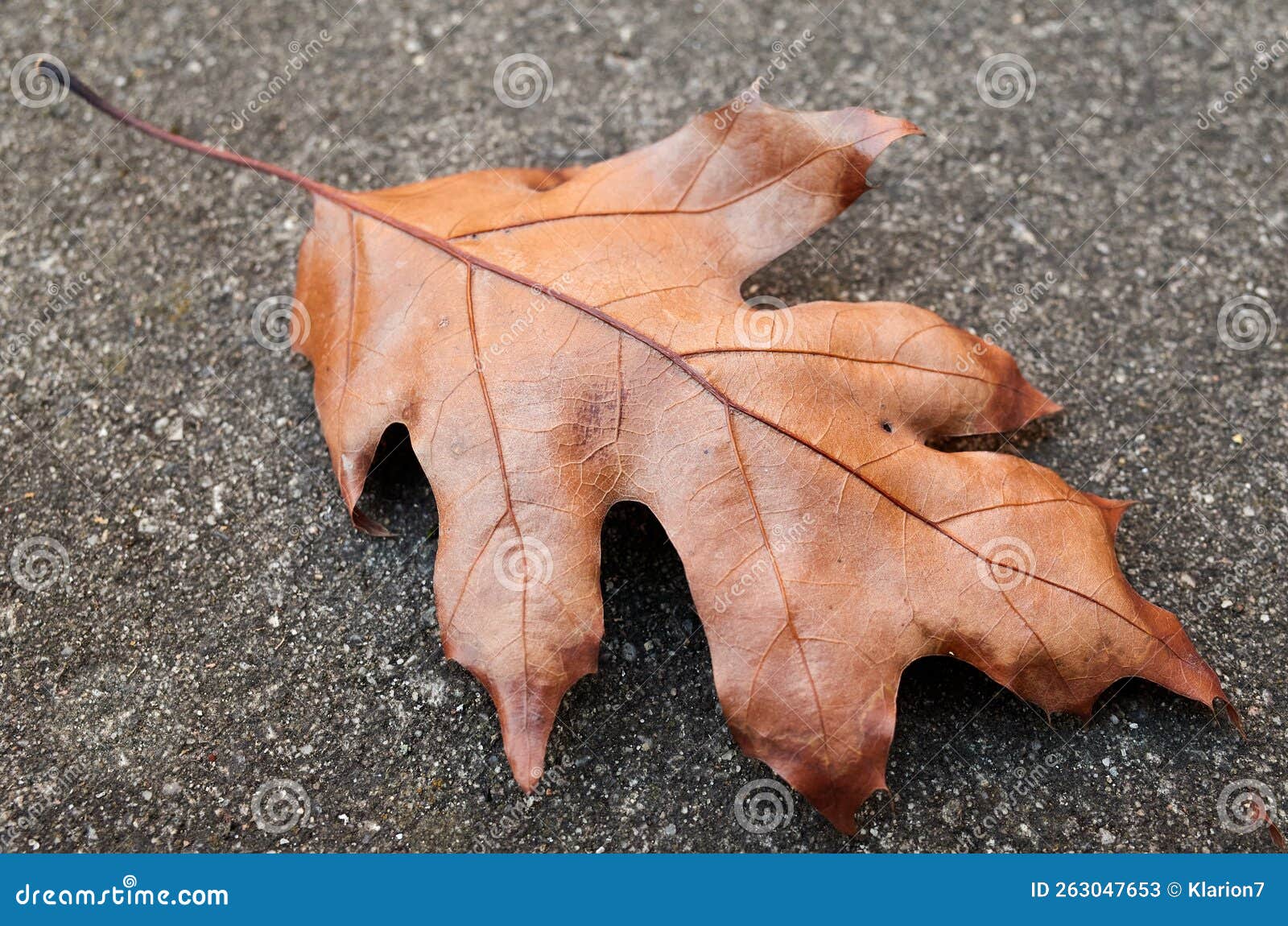Fallen Brown Oak Leaf on the Cement in the Backyard Stock Image - Image ...