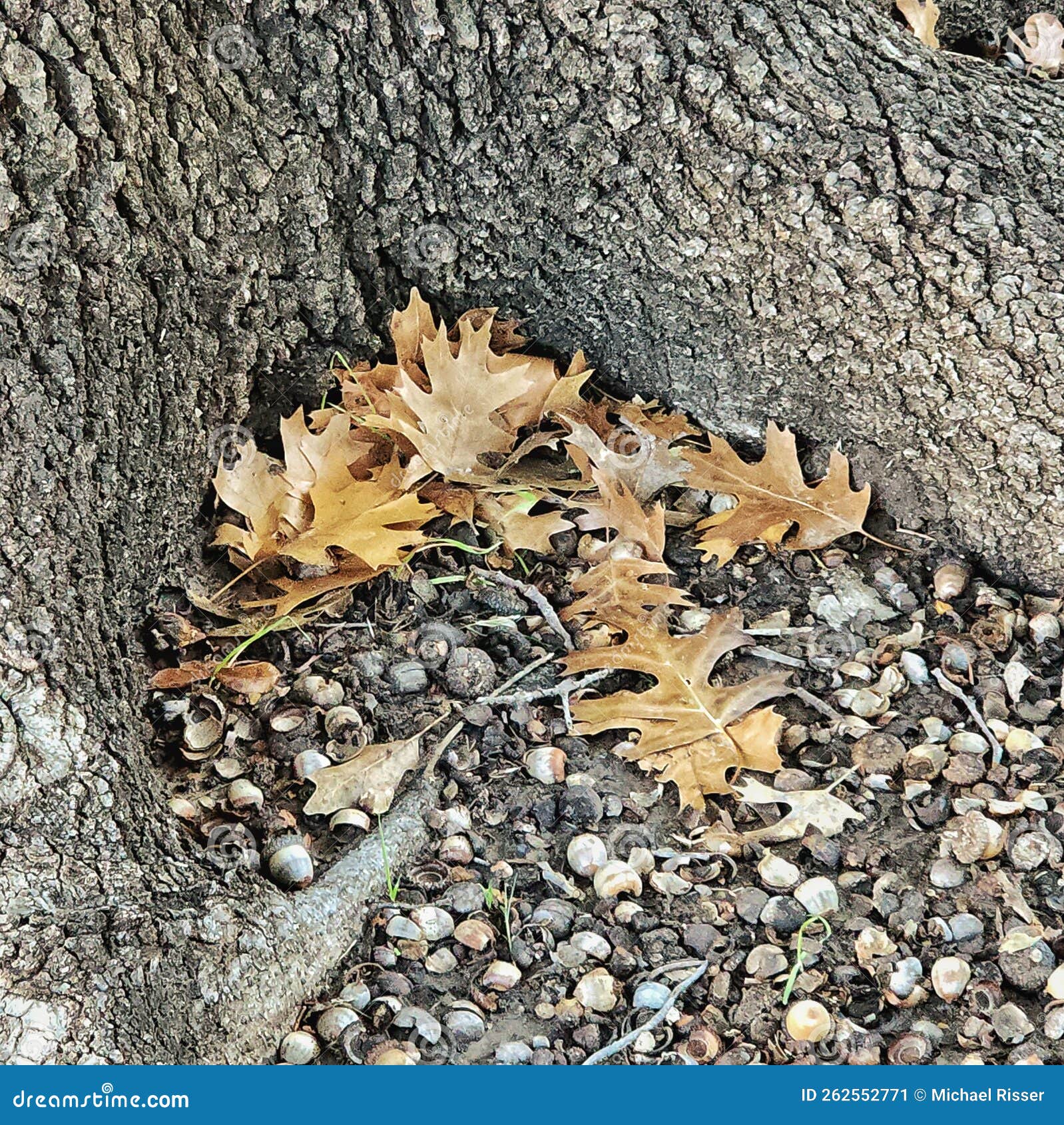 Fallen Brown Oak Leaves Nested in Oak Tree Roots Stock Image - Image of ...