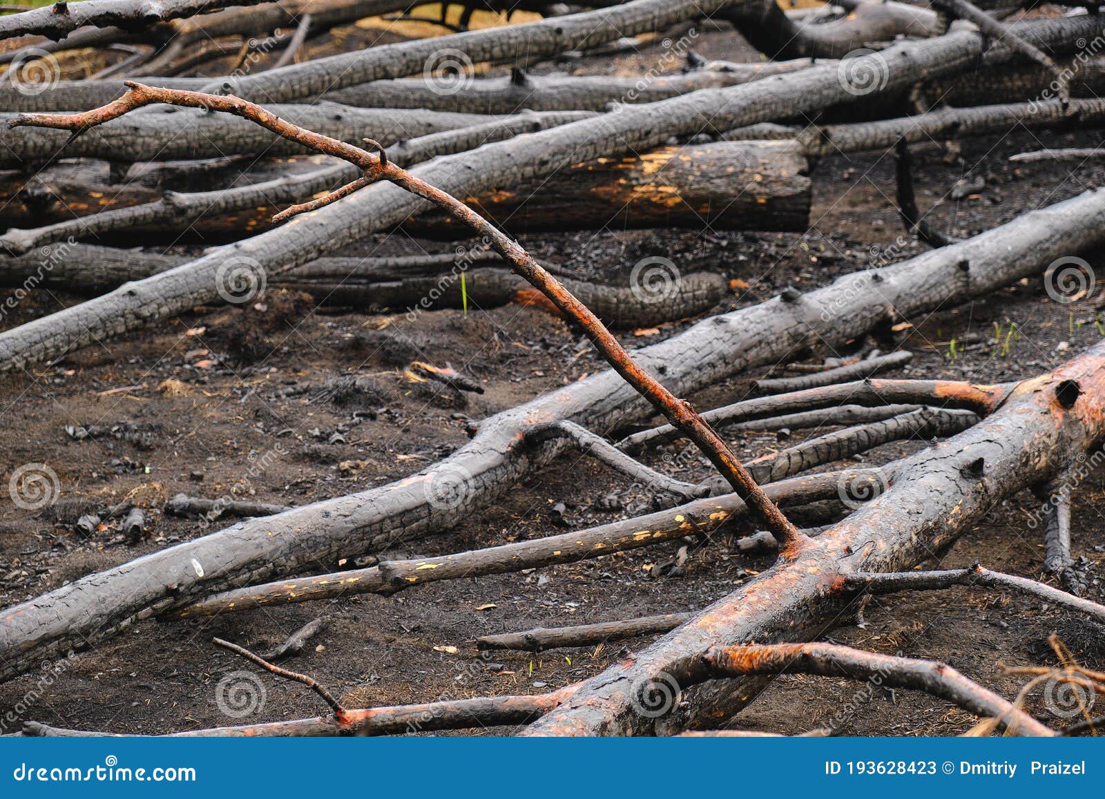 Fallen Burned and Charred Trees after a Fire in a Pine Forest Stock ...