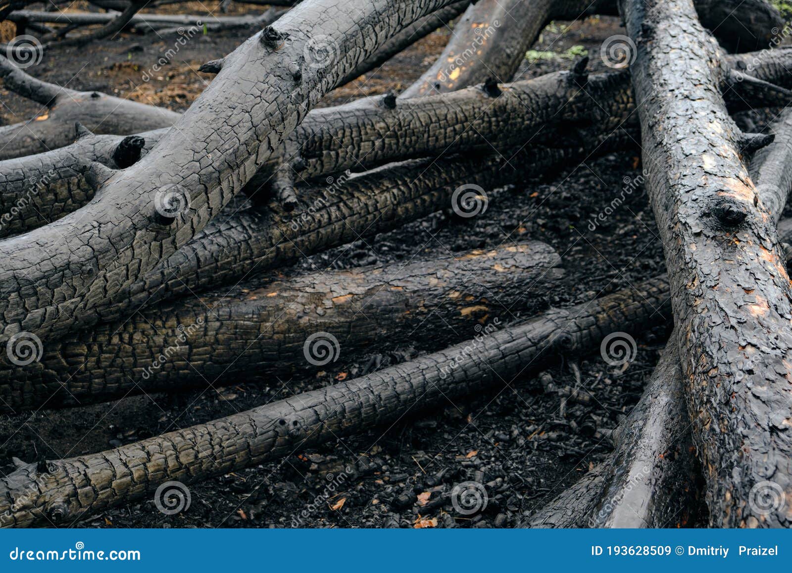 Fallen Burned and Charred Trees after a Fire in a Pine Forest Stock ...