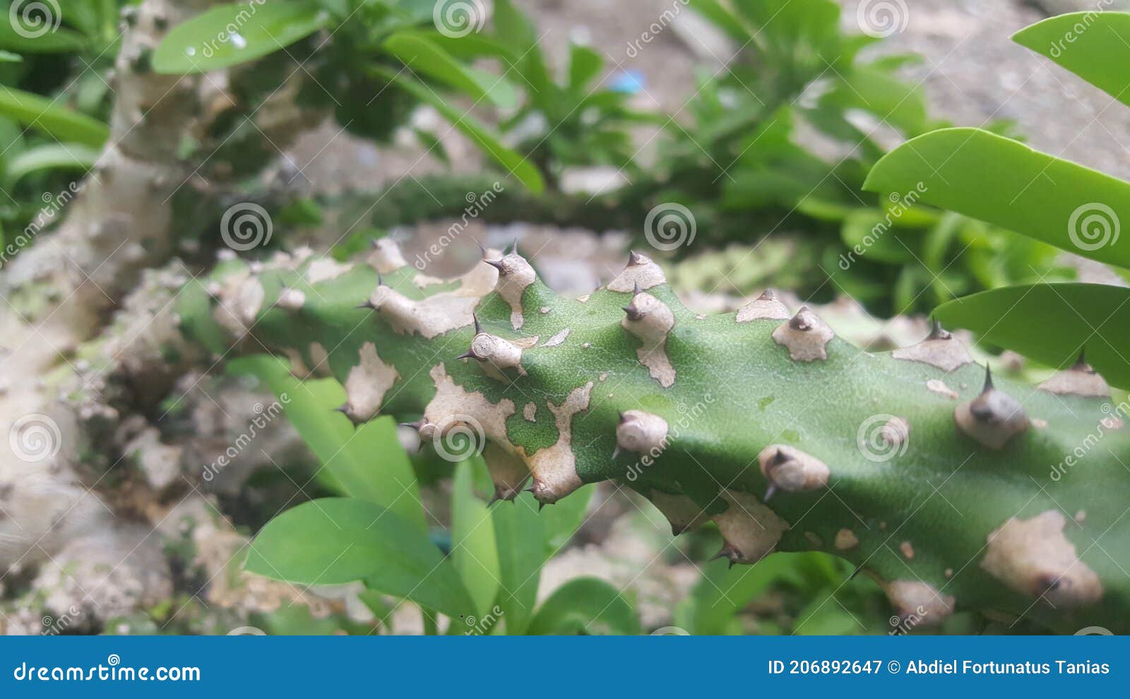 Fallen Cactus stock image. Image of nature, food, shrub - 206892647