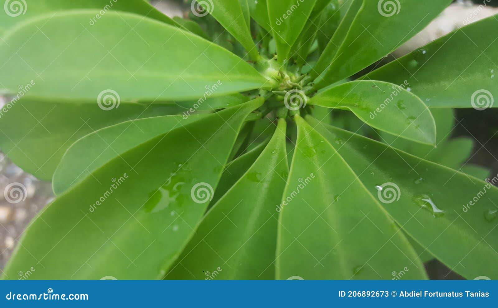 Fallen Cactus stock image. Image of evergreen, nature - 206892673