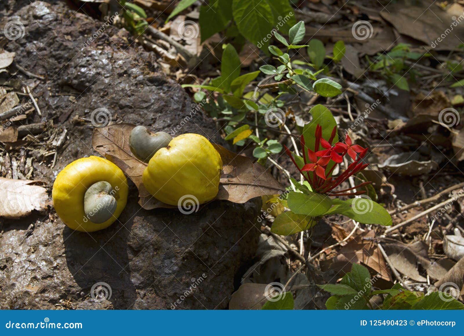 Fallen Cashews at a Cashew Farm, India Stock Image - Image of cajun ...
