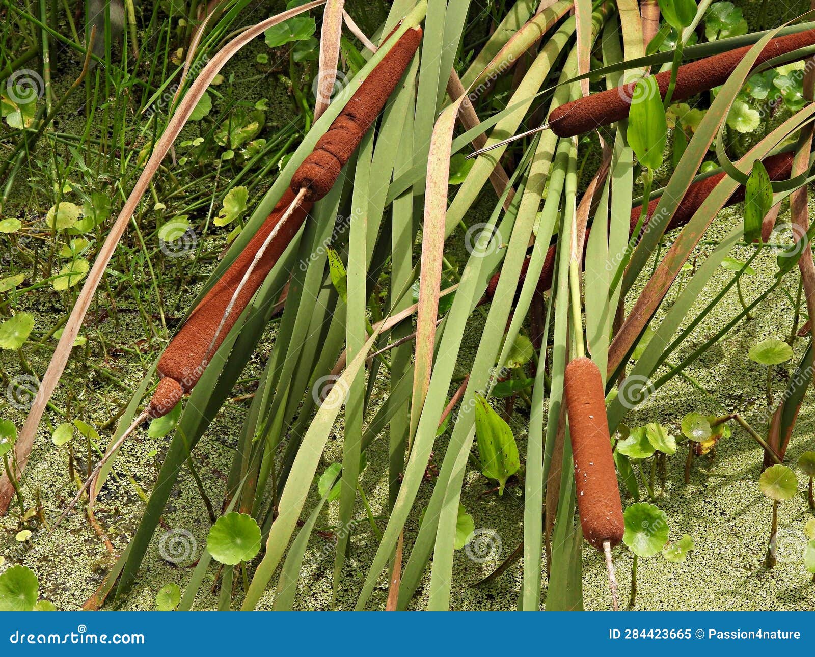 Cattails (Typha) stock image. Image of florida, cattails - 284423665