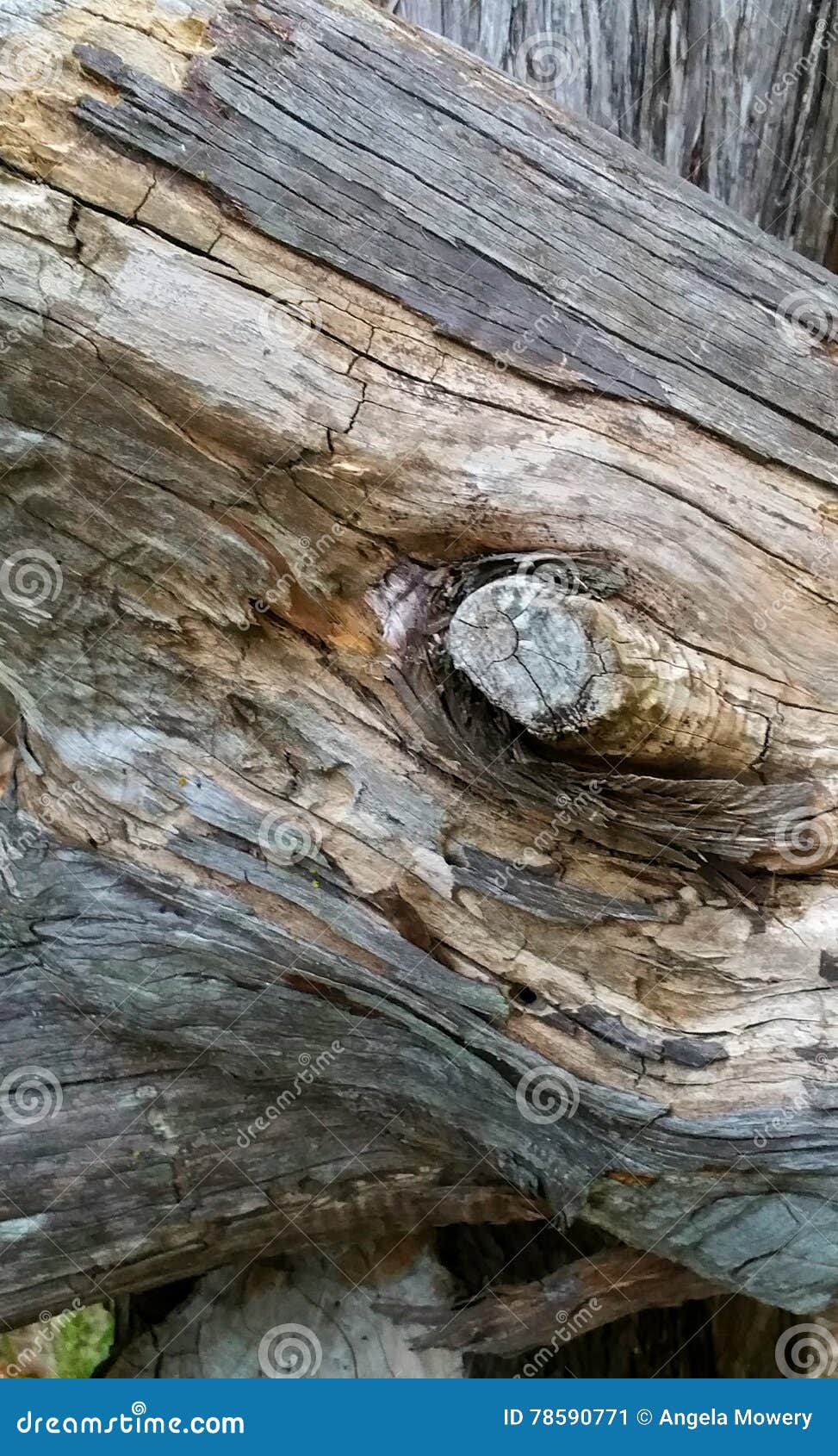 Fallen cedar trees stock image. Image of texas, bark - 78590771