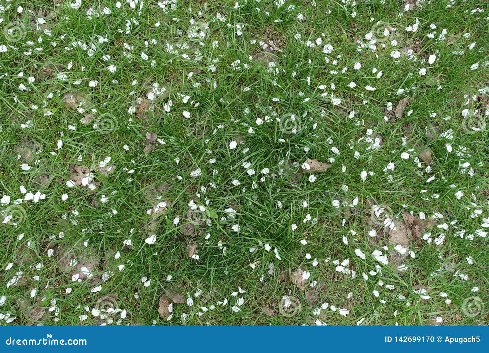 Fallen Cherry Blossom in the Grass Stock Photo - Image of hanami ...