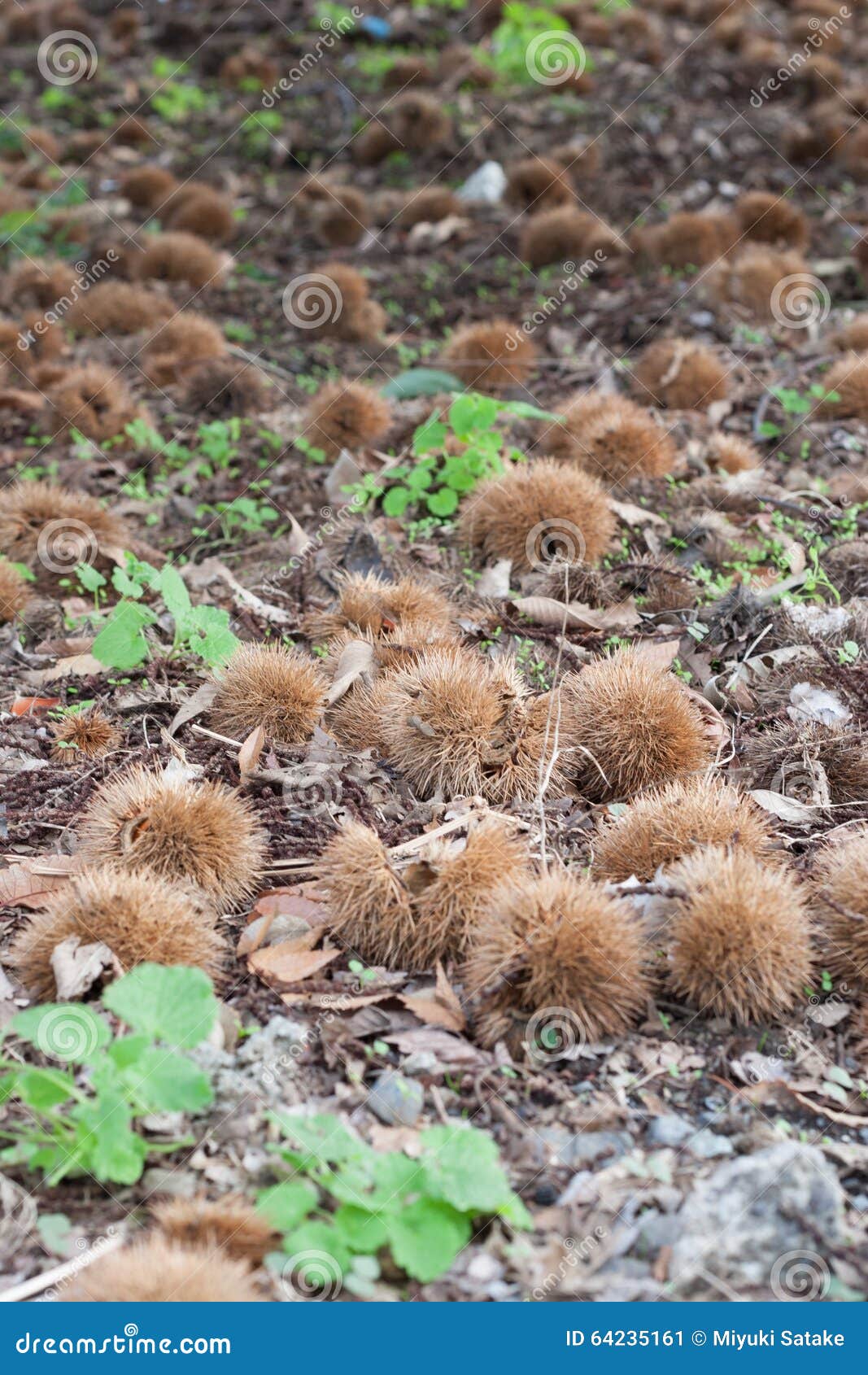 Fallen chestnut bur stock image. Image of nature, outdoor - 64235161