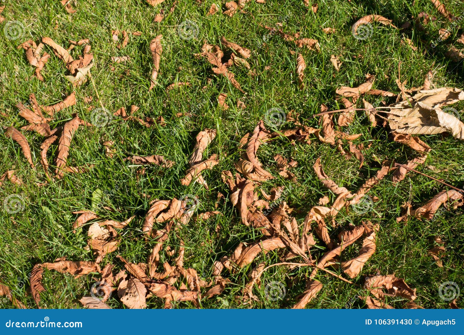 Fallen Chestnut Tree Leaves in the Grass Stock Photo - Image of green ...
