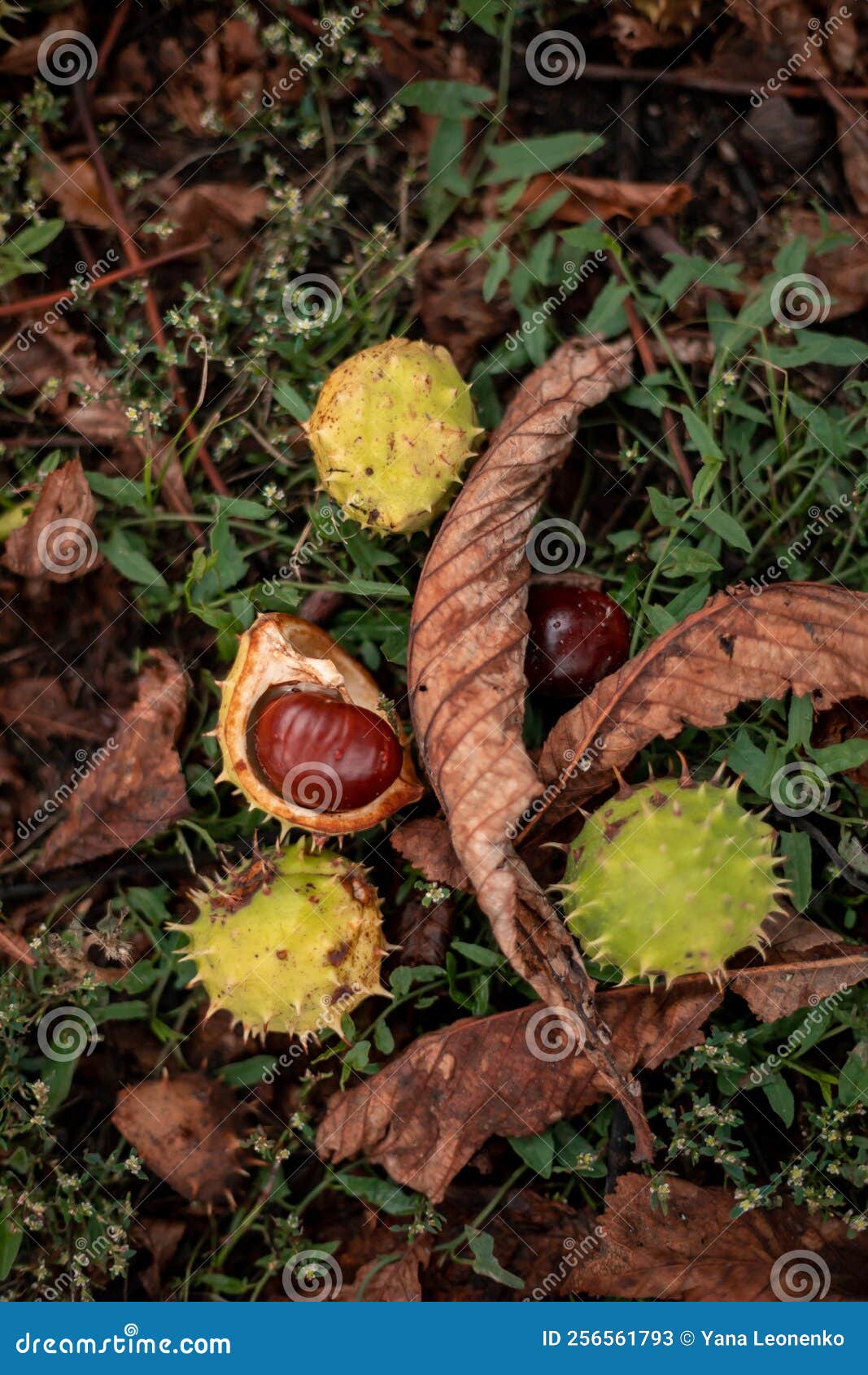Fallen Chestnuts in the Autumn Park Stock Image - Image of forest, park ...