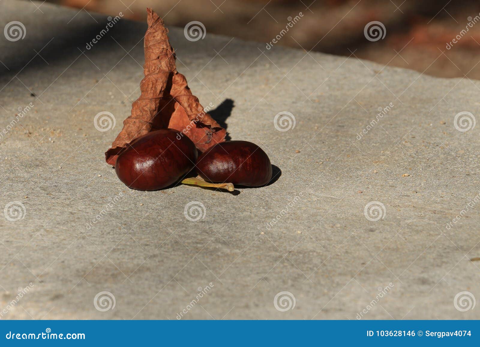 Fallen Chestnuts on a Bench Stock Photo - Image of seasonal, plant ...