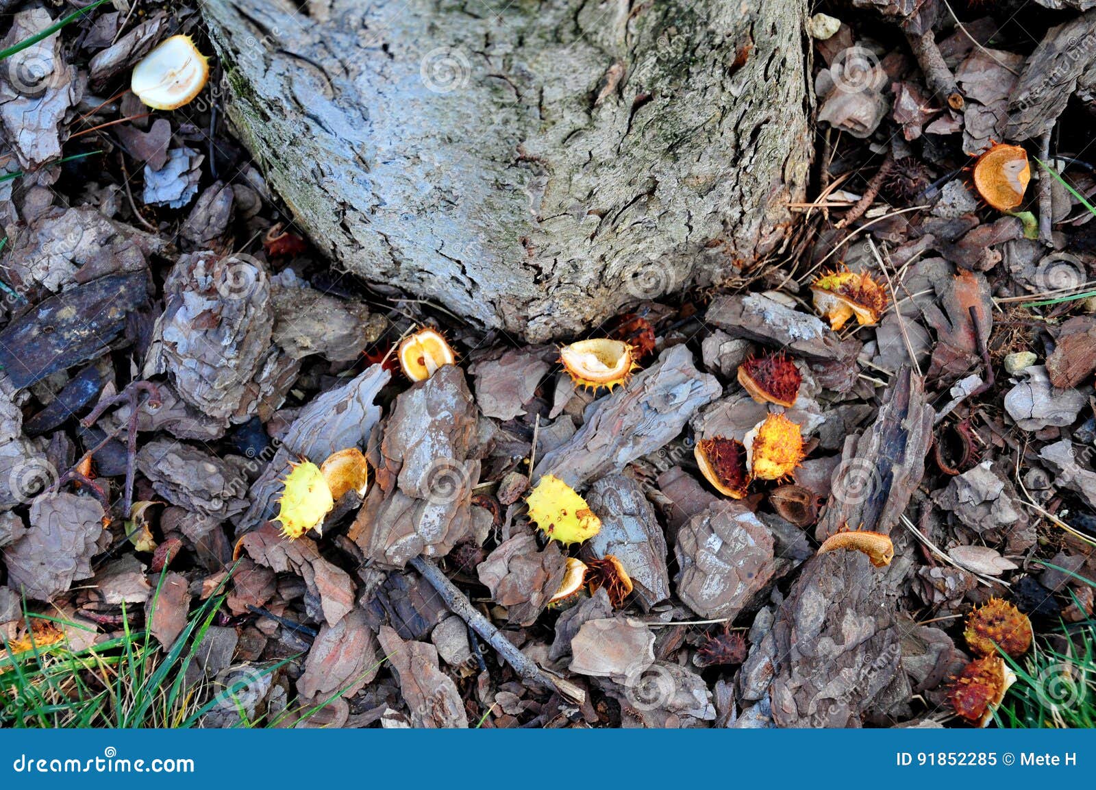 Fallen chestnuts stock image. Image of tree, fall, autmn - 91852285