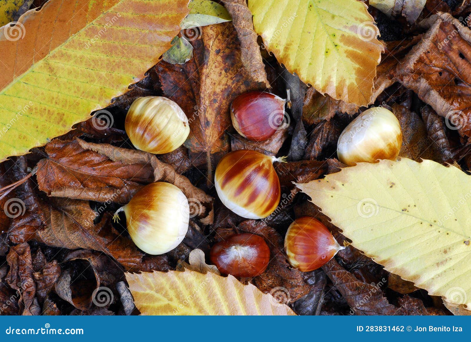 Fallen Chestnuts on the Floor of a Chestnut Forest (Castanea Sativa ...