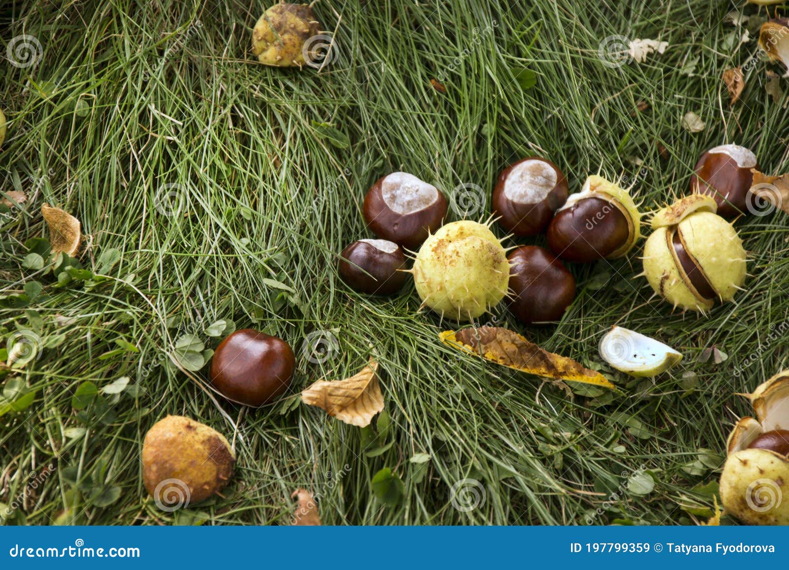Fallen Chestnuts on the Grass Under the Tree Stock Image - Image of ...