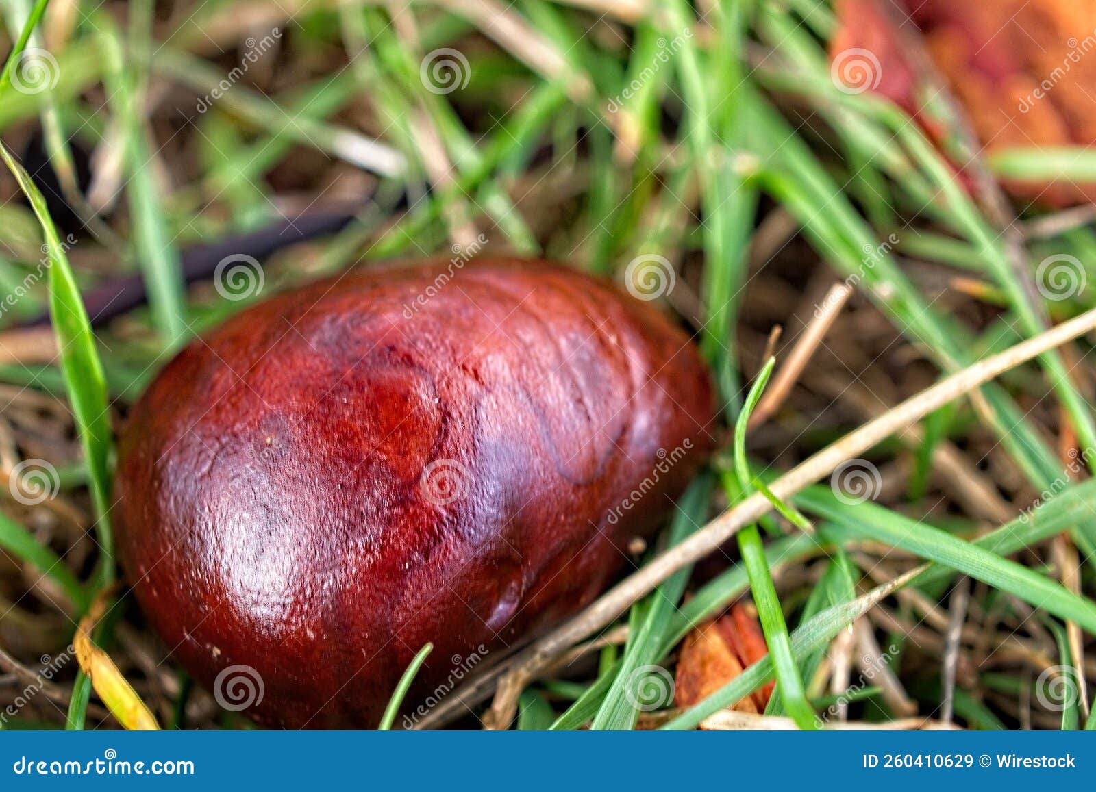Fallen Chestnuts on the Ground Stock Image - Image of seed, edible ...