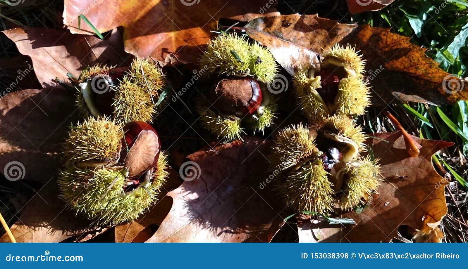 Fallen Chestnuts on the Ground Stock Photo - Image of nuts, autumn ...