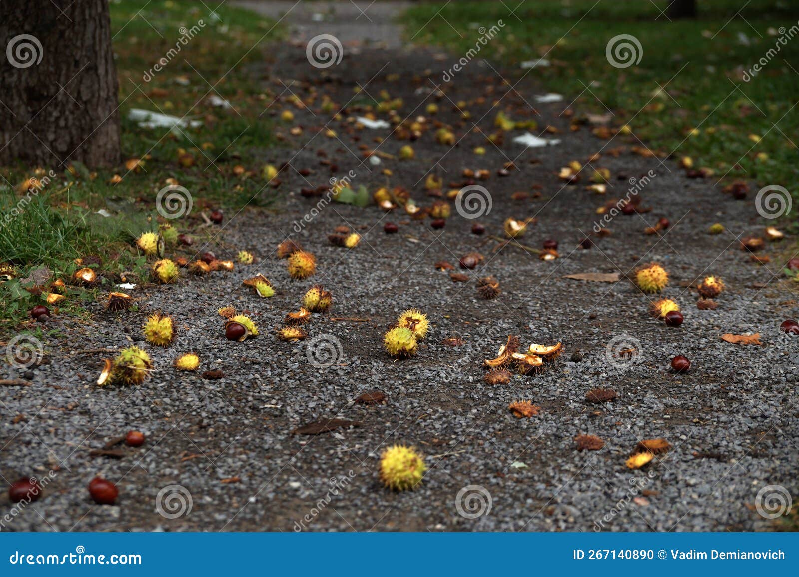 Fallen Chestnuts on the Path in the City Garden Stock Photo - Image of ...